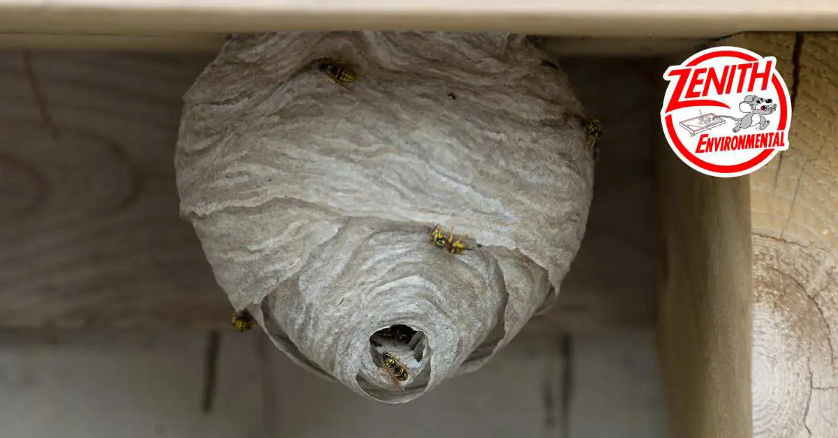 Warning Signs of a Bee or Wasp Nest Near Your House